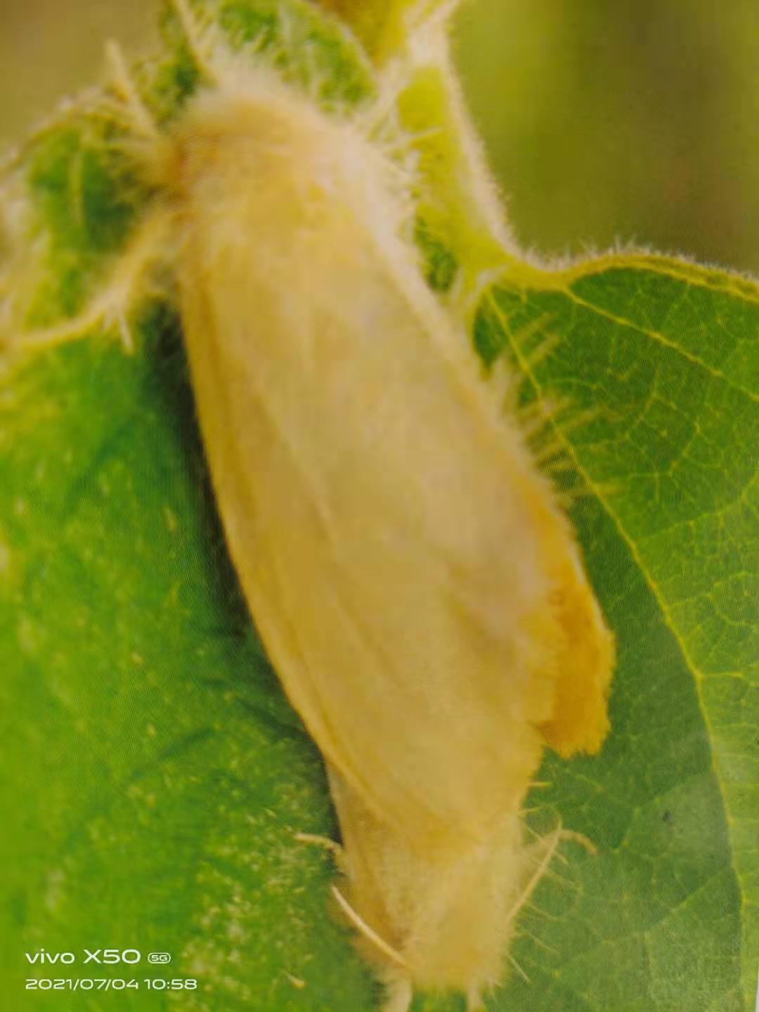 This caterpillar that itches when it touches the body, the occurrence ...