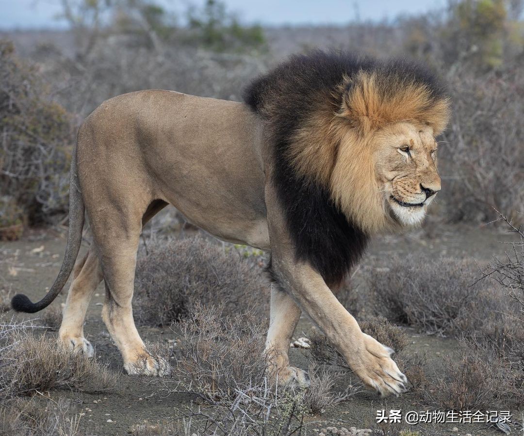 Escape expert: Silver West Lion, South Africa's most famous fleeing ...
