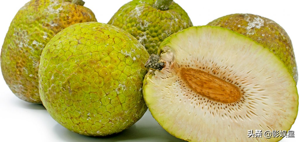 The magical bread tree, a tree that feeds a family, the fruit tastes ...