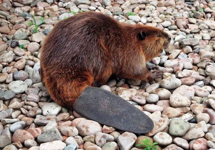 An 850-meter giant river dam was built by animals. The reason is ...