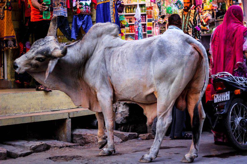 Indian "Cow History": Why are Indians blindly obsessed with cow dung ...