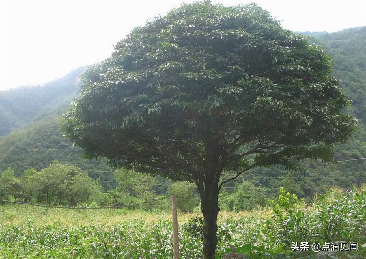 The Water Man-eater "Gu Diao" in the Book of Mountains and Seas-Reading ...