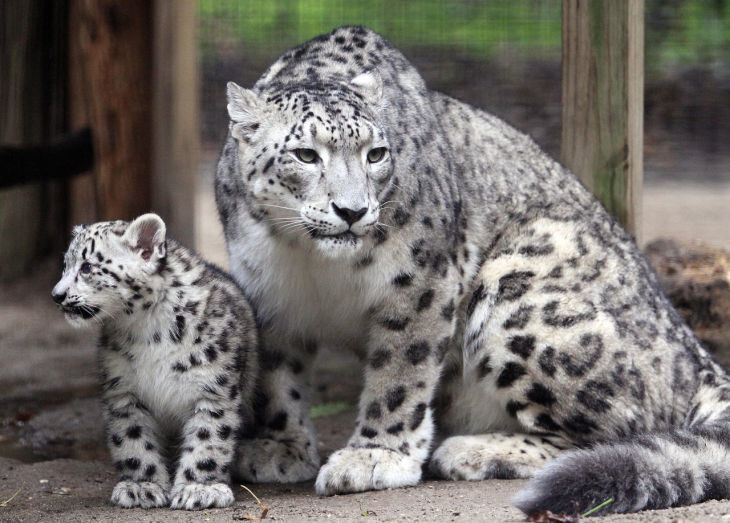 Rare snow leopard appeared in Tibet and took away a 3-year-old child ...