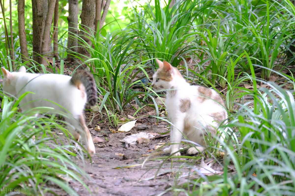 Owning pets is also divided into foreigners and foreigners?Why do ...