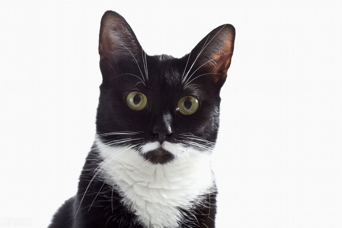 How high is the appearance of the Chinese Garden Cat?It is regarded as ...