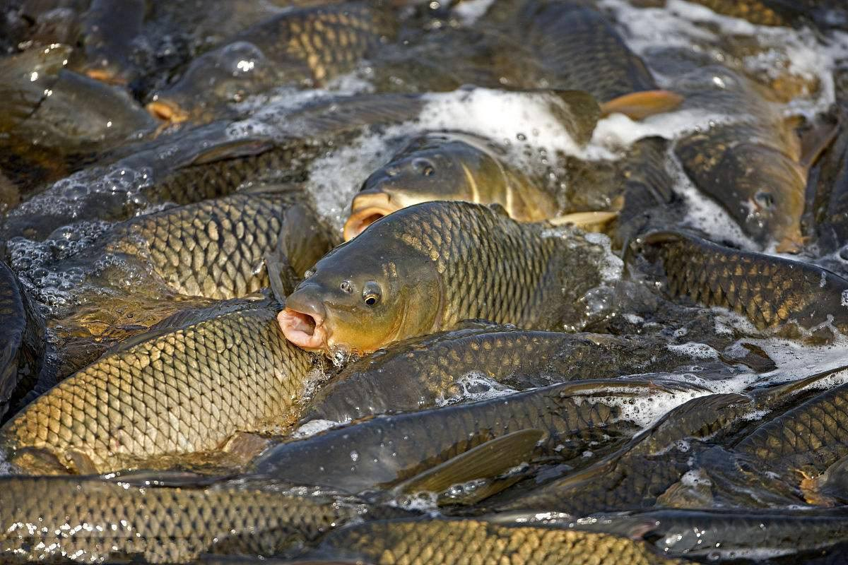 Asian carp invaded the United States and became fattened into pigs. Why ...