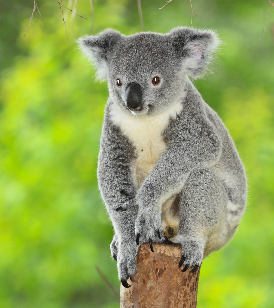 Koalas who don't like sports are often exhausted during mating - iNEWS