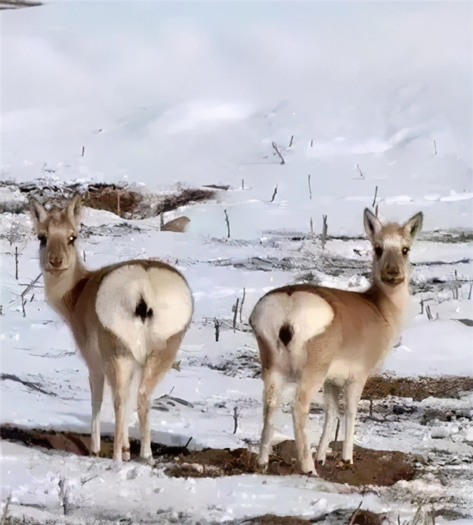 How stupid is a silly roe deer?Stupid enough that it is not extinct, is ...