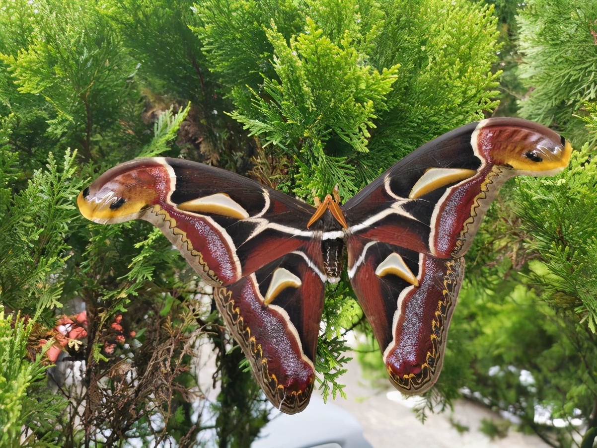 Yunnan not only has monitor lizards, but also giant moths!Why did giant ...