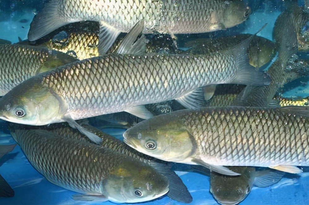 What are the four major domestic fishes in China?Herring, grass carp ...