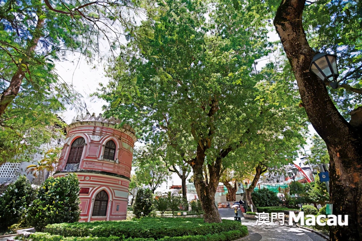 Discover Macau│ Take you to know the century-old trees in the busy city ...