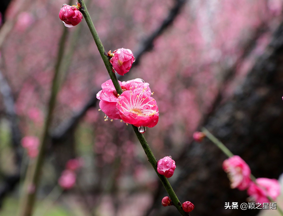 Yuyao Fifteen Ao Plum Garden, originated from Huang Zongxi, has a ...