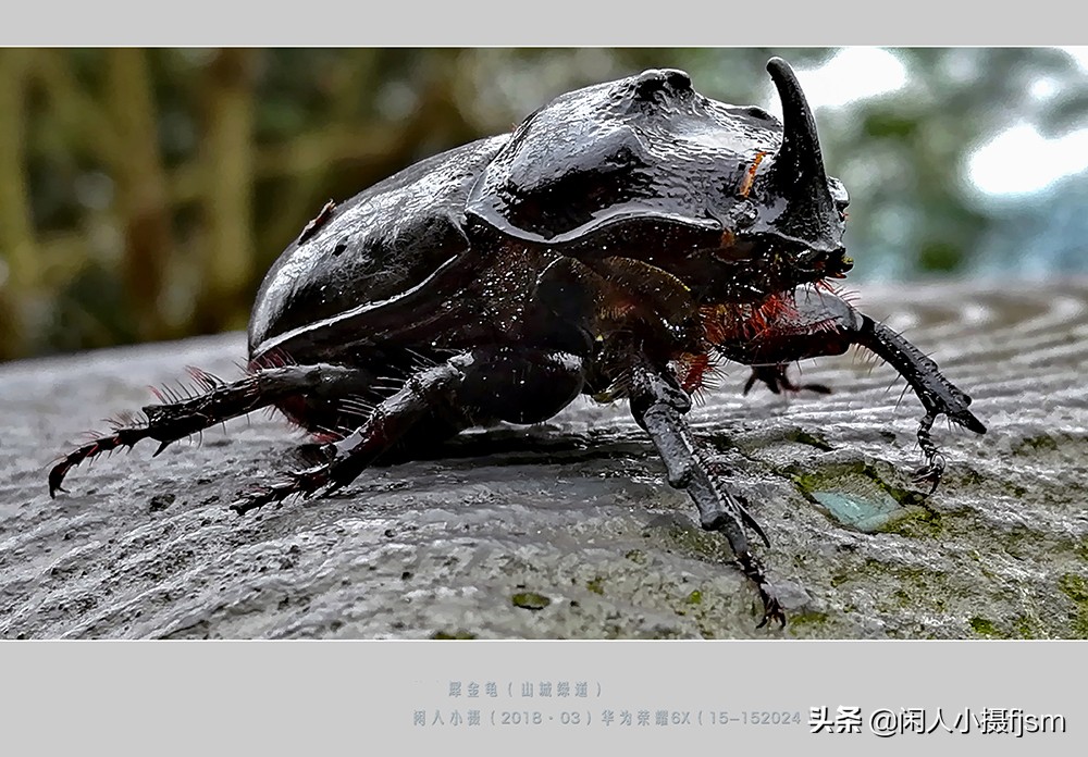 Insect photography: scarab with horns, shaped like a rhino, simple but ...