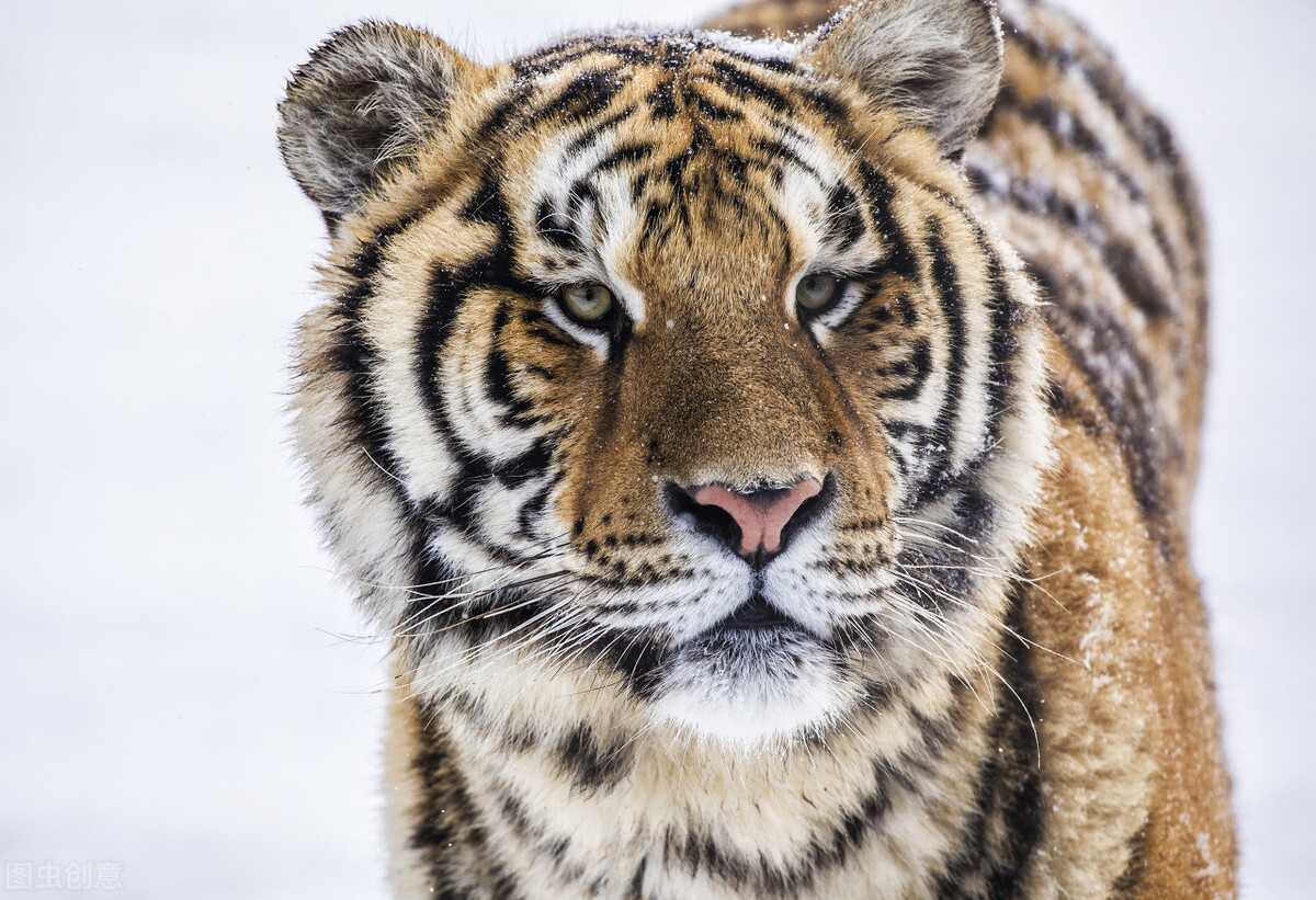 The Siberian tiger feeds on wild boars, commonly known as "pigs", but ...