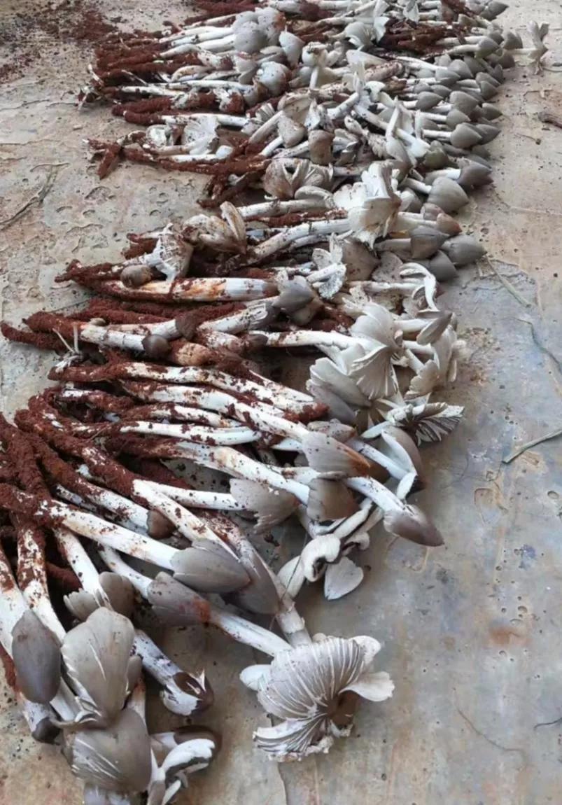 Three kinds of fungi: chicken fir, cloak, and chicken fir flower - iNEWS