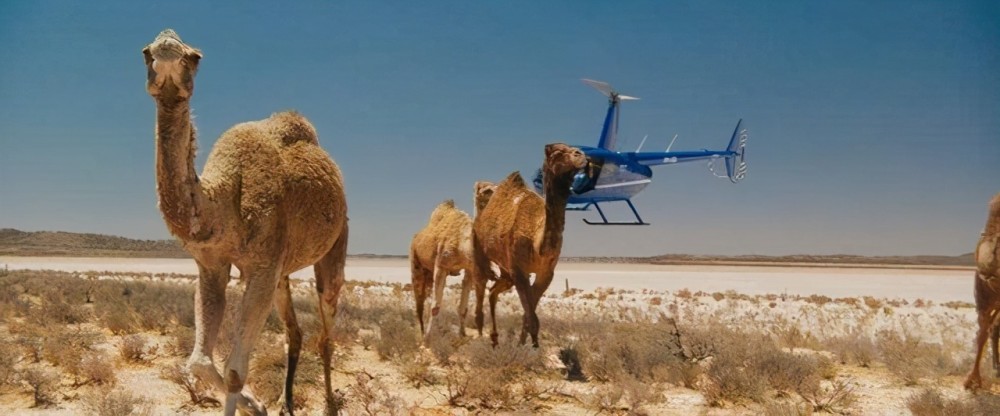 How hate this is!Australia killed 10,000 camels in 5 days and even ...