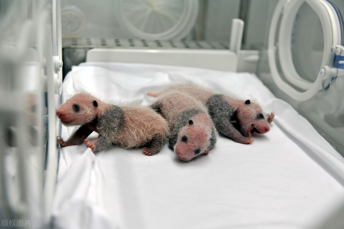 The giant panda, the "shit god" in the animal kingdom: Shit more than ...