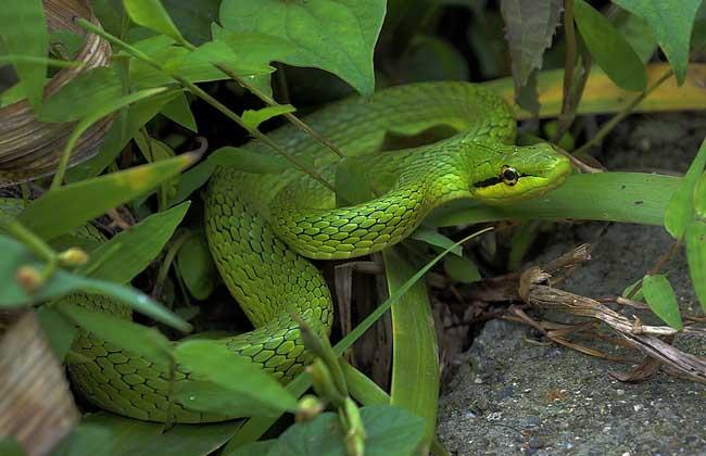 Bamboo Leaf Green Snake: The top hidden master of snakes, both a ...