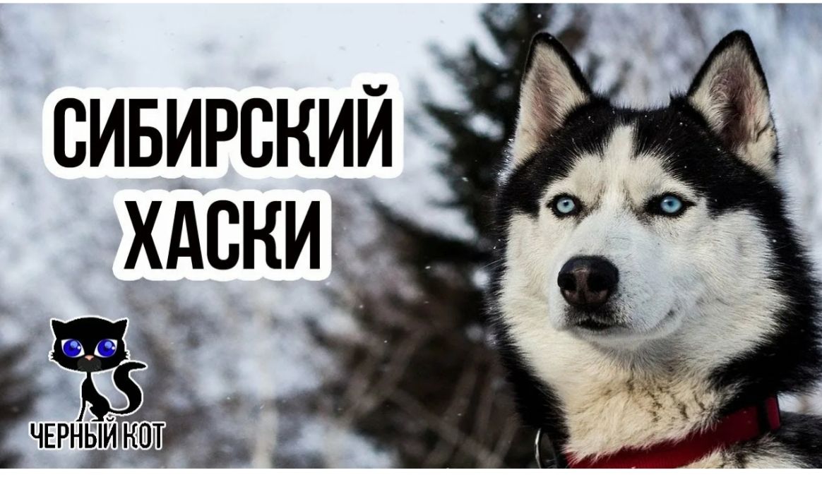 Russian famous dog Siberian Husky, various interesting facts about Erha ...