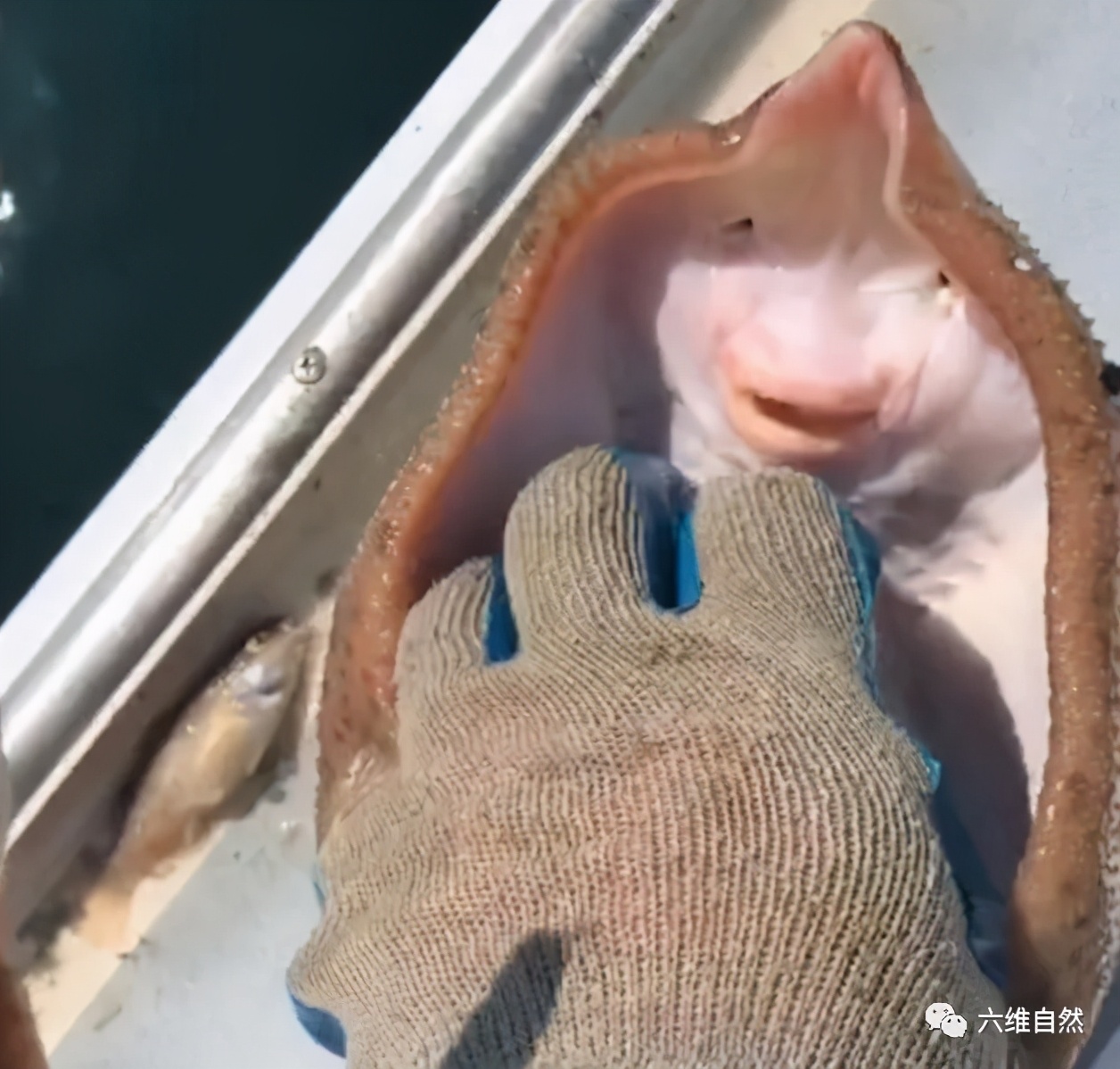 American fishermen tickle the stingray, the fish shows a smile, but it ...