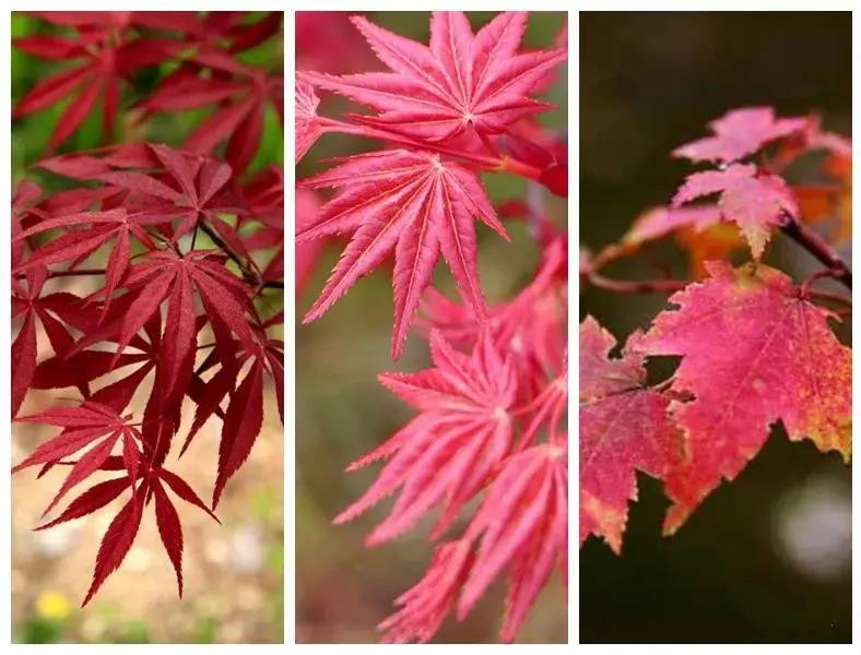 The same is red maple, what is the difference between Chinese red maple ...