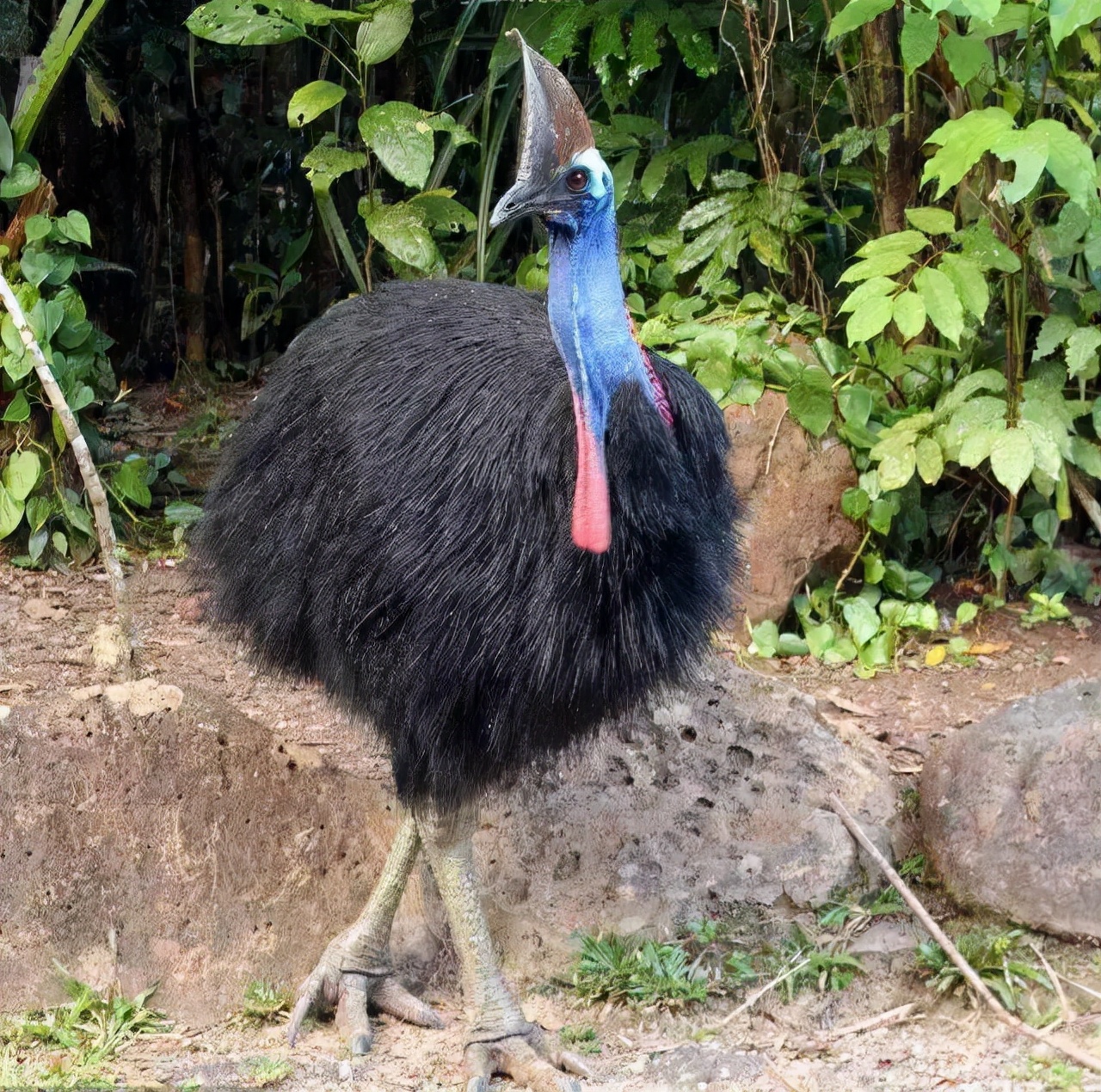 Crane cassowary: Known as the "killer bird", it has become the most ...