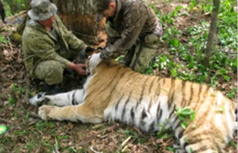 Does the Siberian tiger really have an average of 300 kilograms? - iNEWS