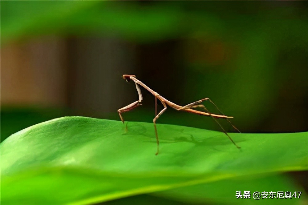 The longest insect in the world - iNEWS