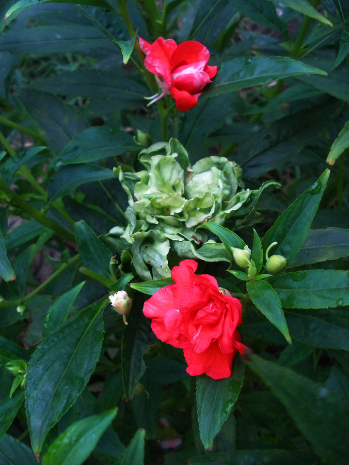 "Hundred Flowers Collection" (202) - iNEWS