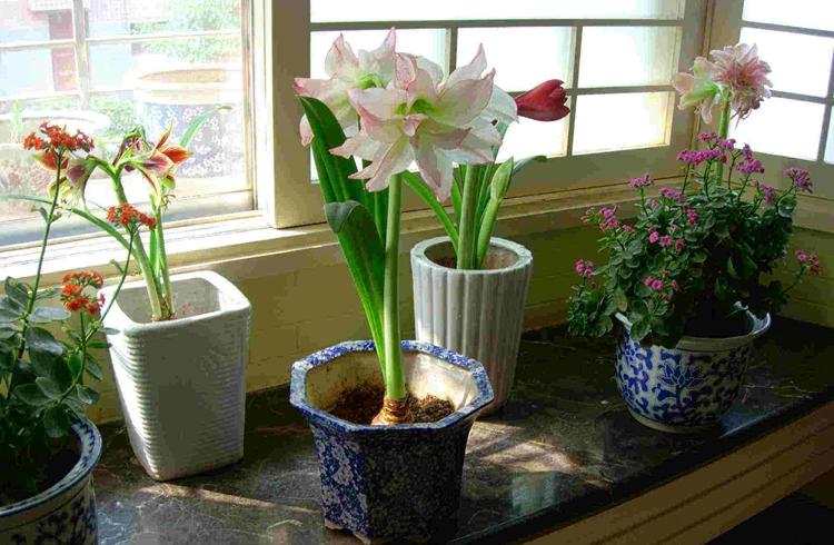 "5 kinds of flowers" suitable for small pots, large pots are "not ...