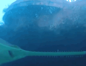 A strange fish with a world-weary face in the fish world-sawfish - iNEWS