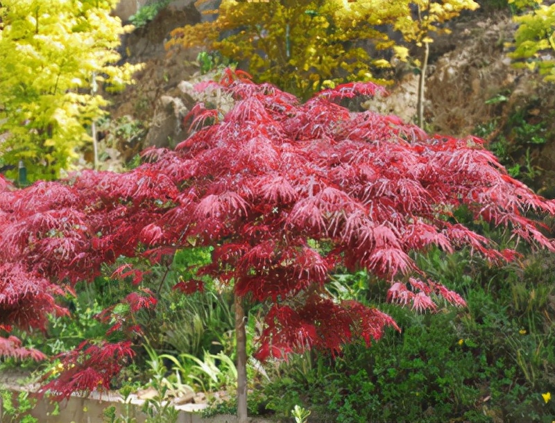 Rare garden ornamental maple from Japan-plant non-test tube efficient ...