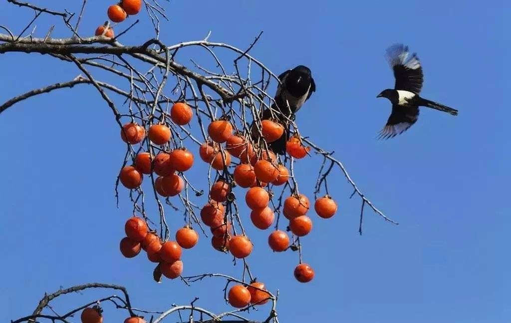 Why does the magpie, which symbolizes "happy event", never fly to Japan ...