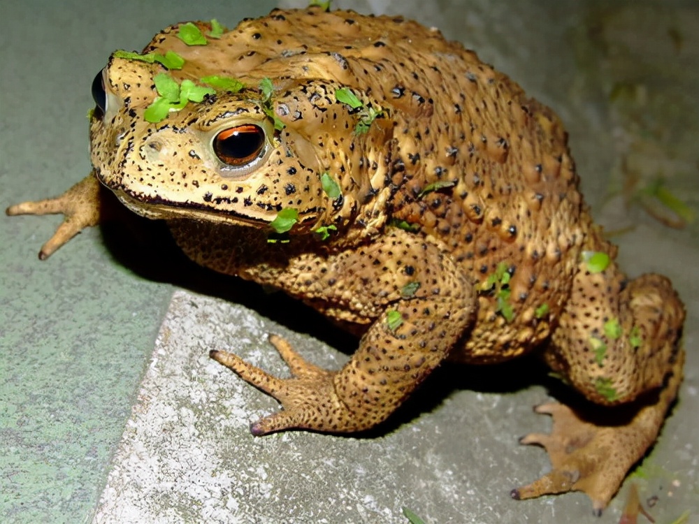 The worker accidentally smashed a 6000-year-old rock, and a toad fell ...
