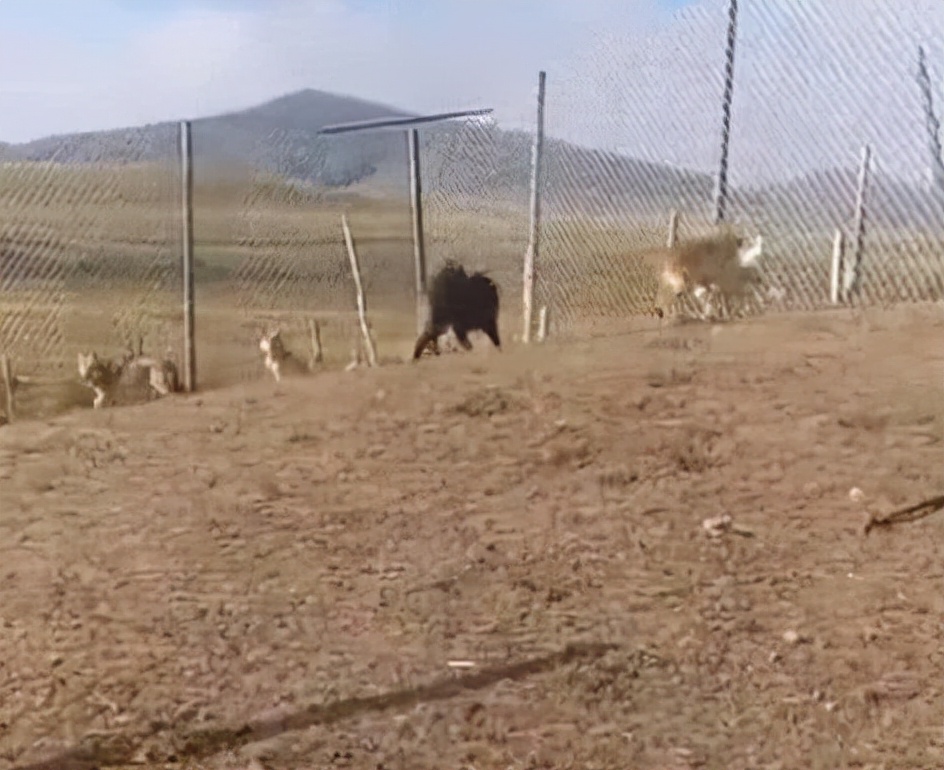 The Tibetan Mastiff enters the wolf pack, and the wolf runs straight ...