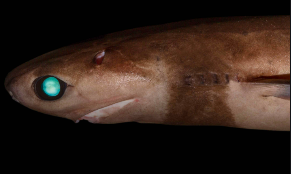 Can eat killer whales and great white sharks raw, bite through US ...