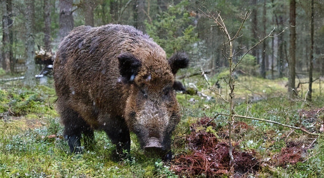 Wild boars are rampant in China, and there are constant battles between ...
