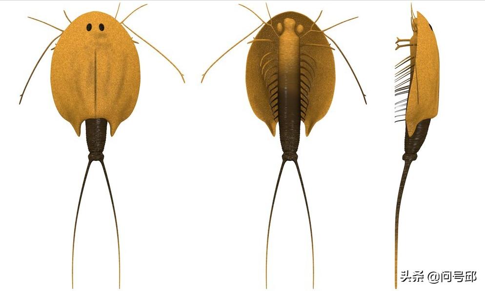 After the Arizona monsoon, hundreds of three-eyed dinosaur shrimp appeared in the stadium pond ...