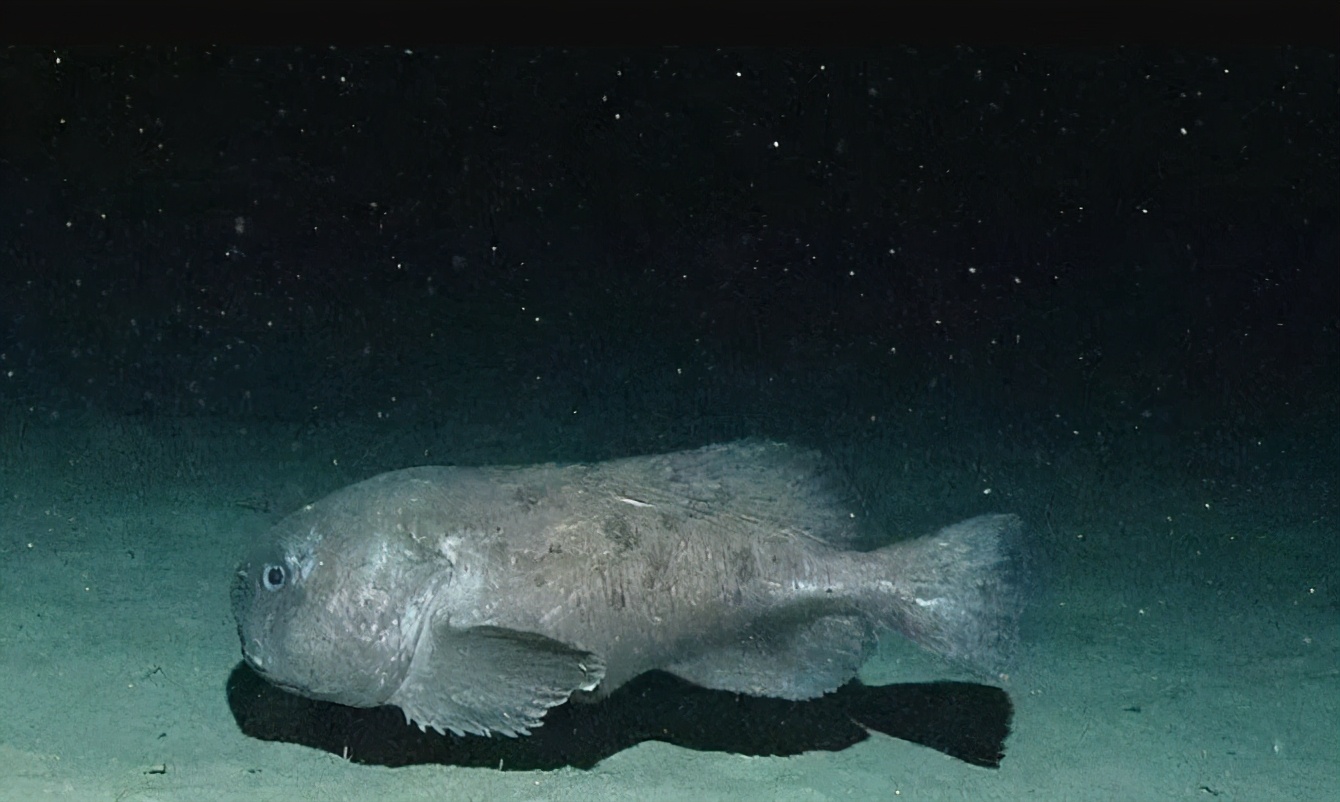 The world's ugliest animal "drip fish": Only one of the world's ...