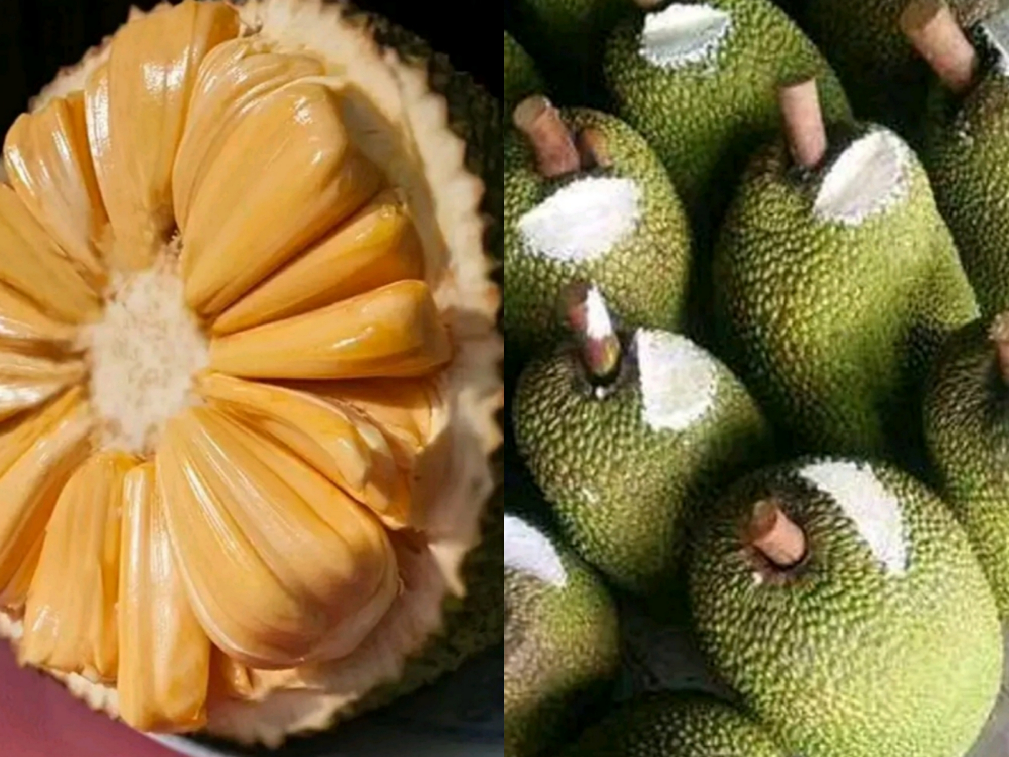 Although red meat jackfruit has many advantages, there are also many ...