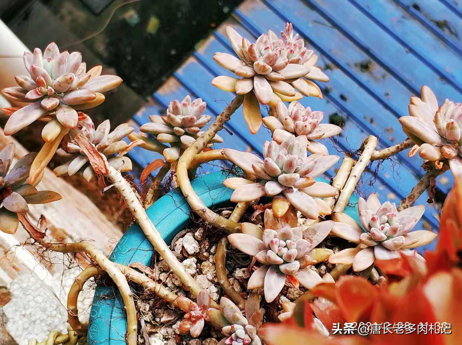 What should I do about the succulent Qiuli?Can I just throw it out in ...