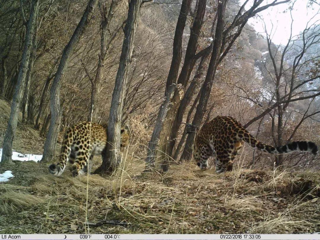 "North China Leopards" show up frequently. Leopards appear. Can they ...