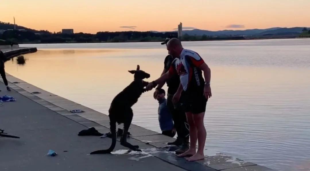 Australian kangaroo fell into the water and was rescued!In order to be ...