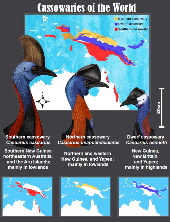 One foot can hook out human internal organs. The cassowary, known for ...