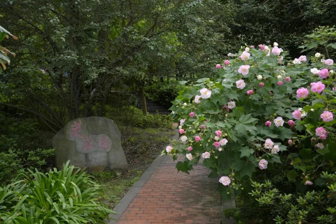 Hibiscus blooms all over the city!These 5 places in Chengdu are so ...