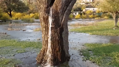 A hundred-year-old tree in foreign countries has sprayed water for more ...