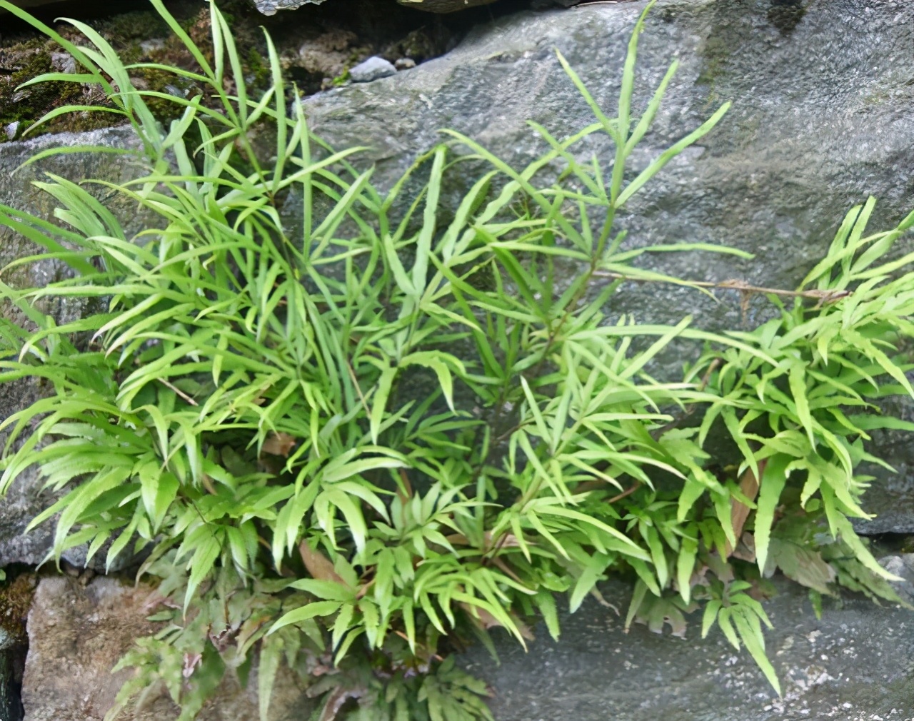 A kind of "chicken foot grass" in the stone cracks, the leaves are ...