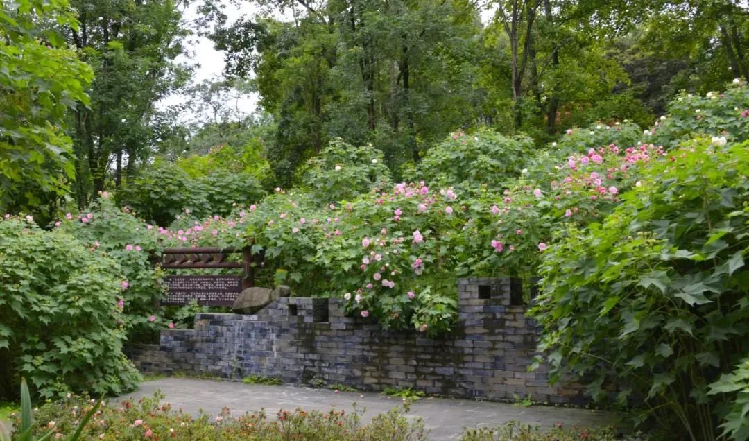 Hibiscus blooms all over the city!These 5 places in Chengdu are so ...