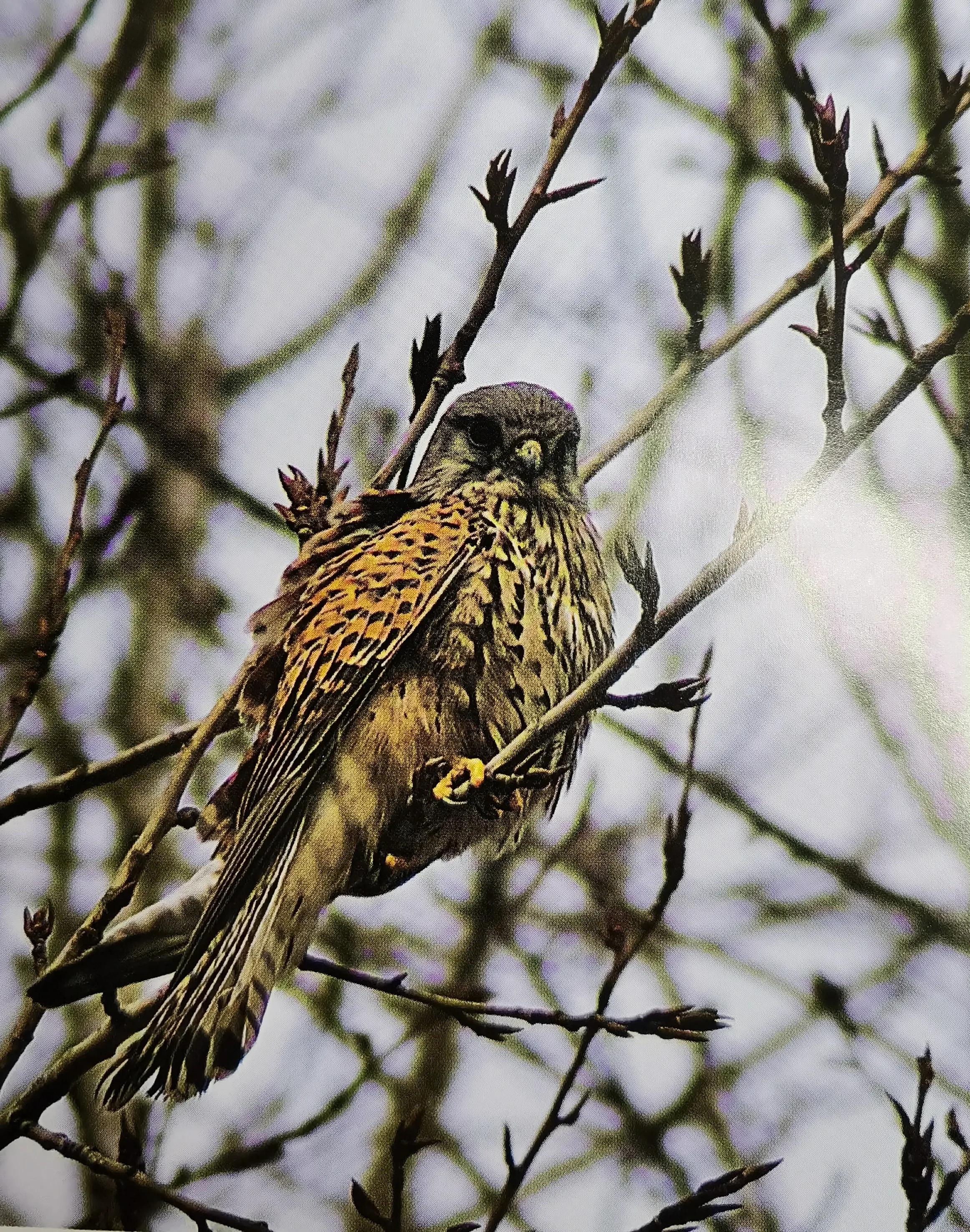 Falconiformes of wild birds in Ulan Qab - iNEWS