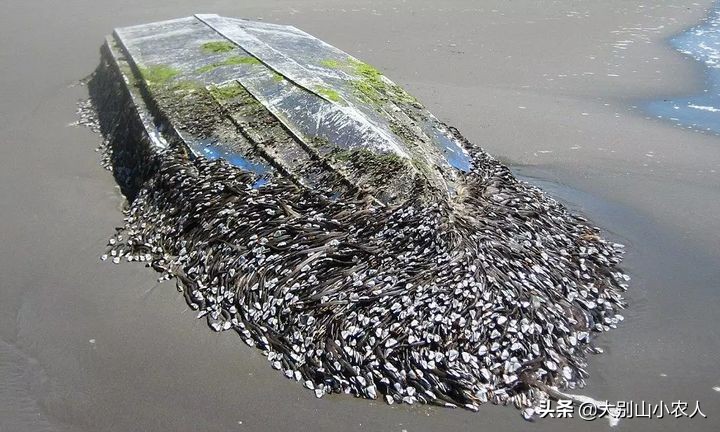 Have a tintin that is 8 times longer than the body!In order to climb ...